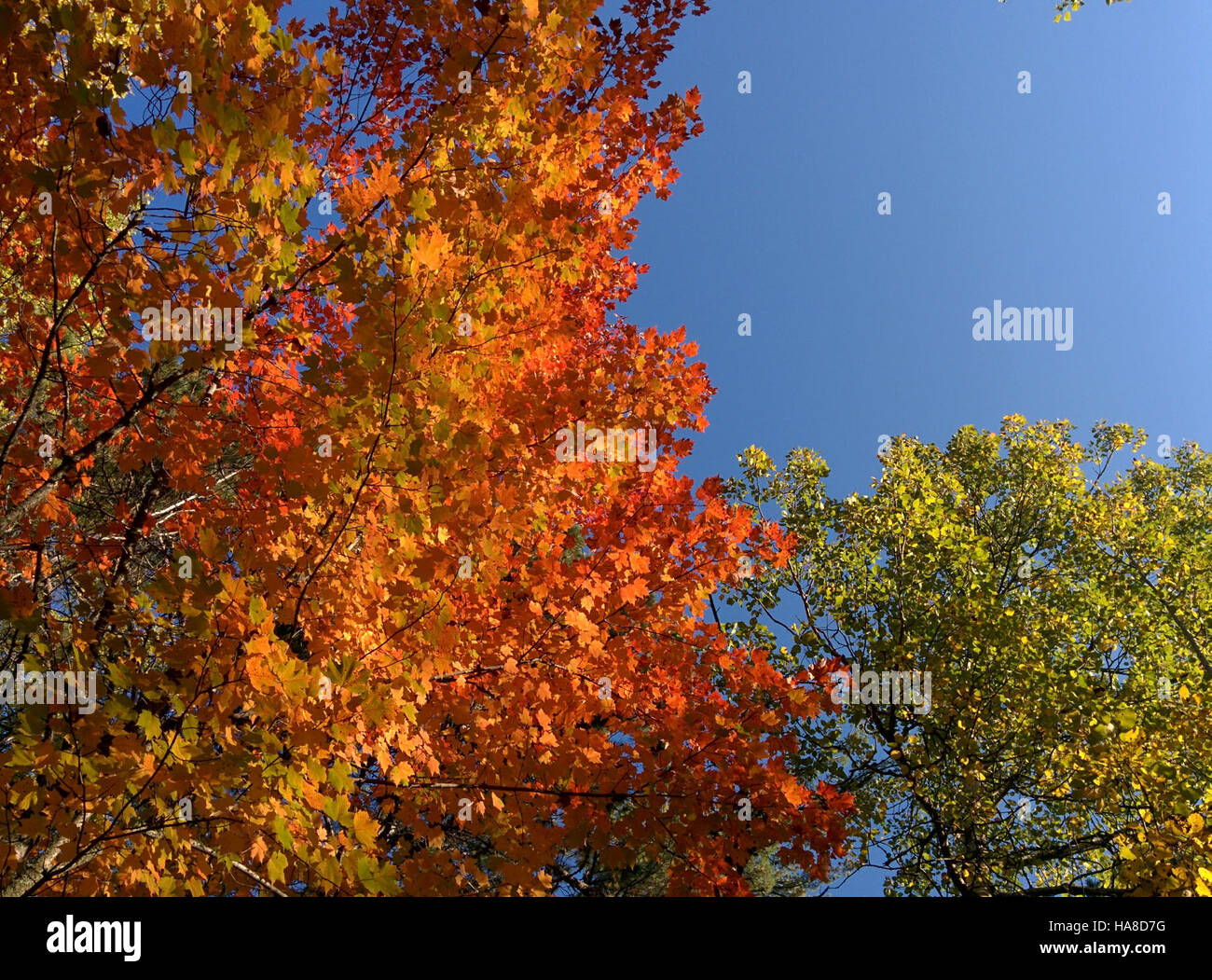 This image captures the vibrant fall foliage in a National Park ...