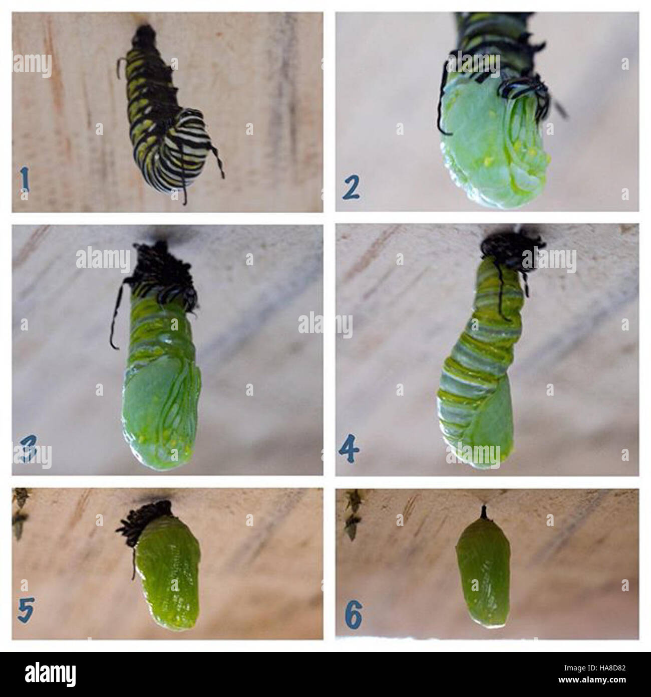 Monarch caterpillar transitions chrysalis hi-res stock photography and ...