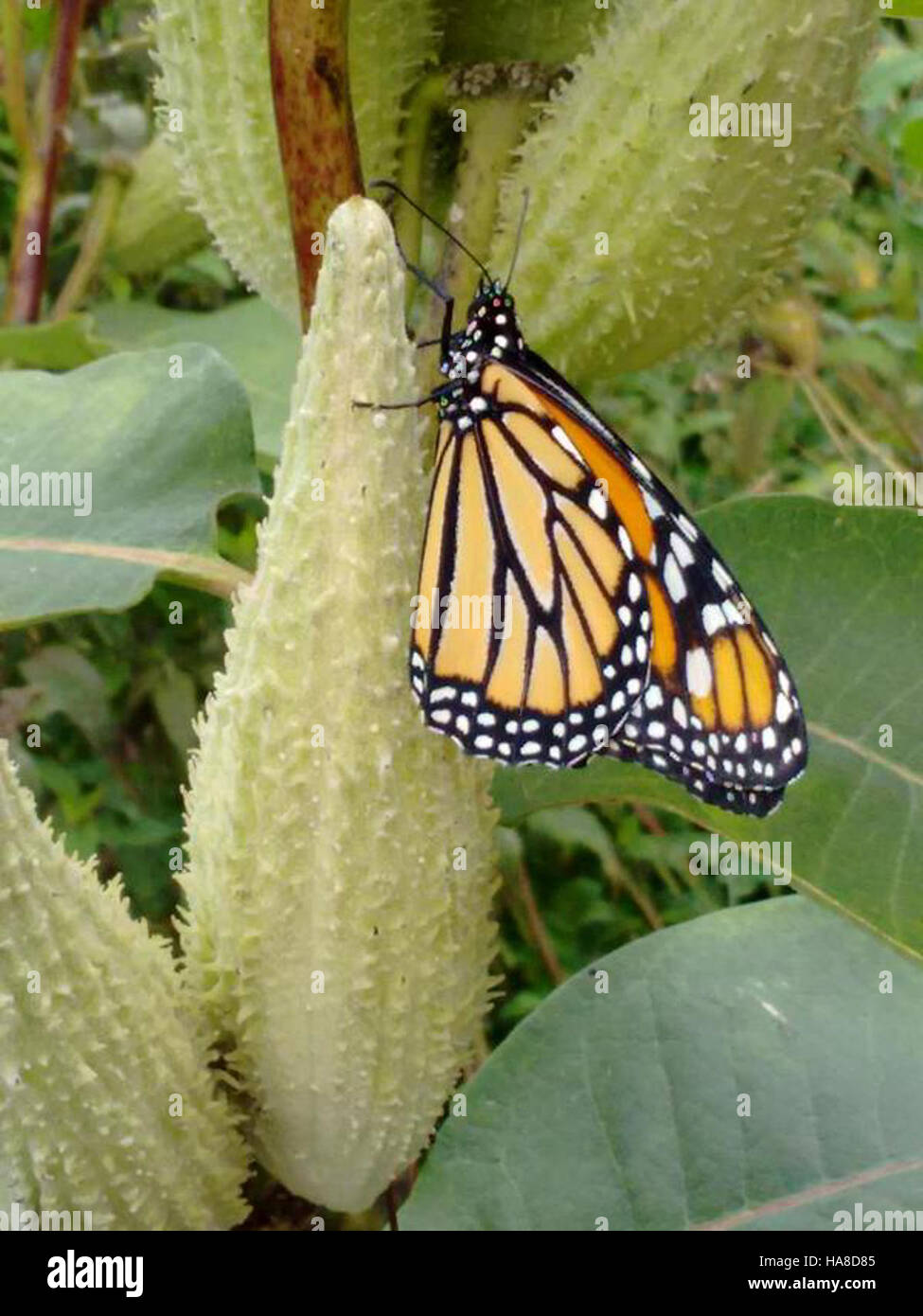 The image shows a Monarch Butterfly in a National Park in Illinois ...
