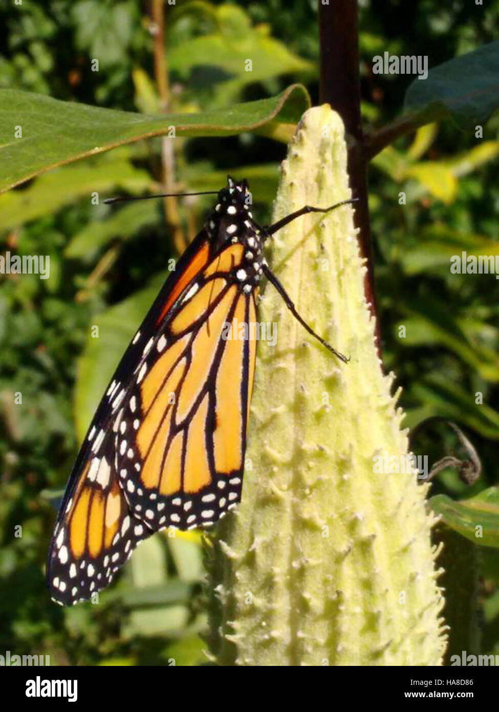 A Monarch Butterfly in Illinois National Park, where conservation ...