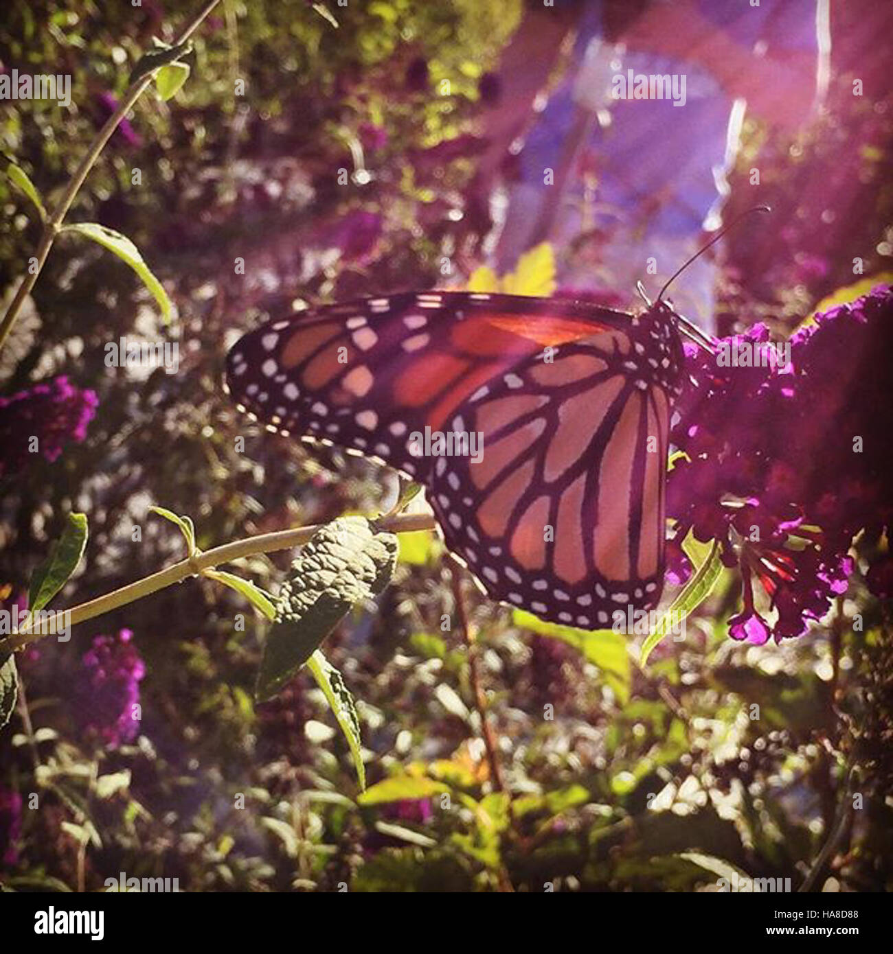 The Monarch Butterfly, an iconic species of the Midwest, is part of ...