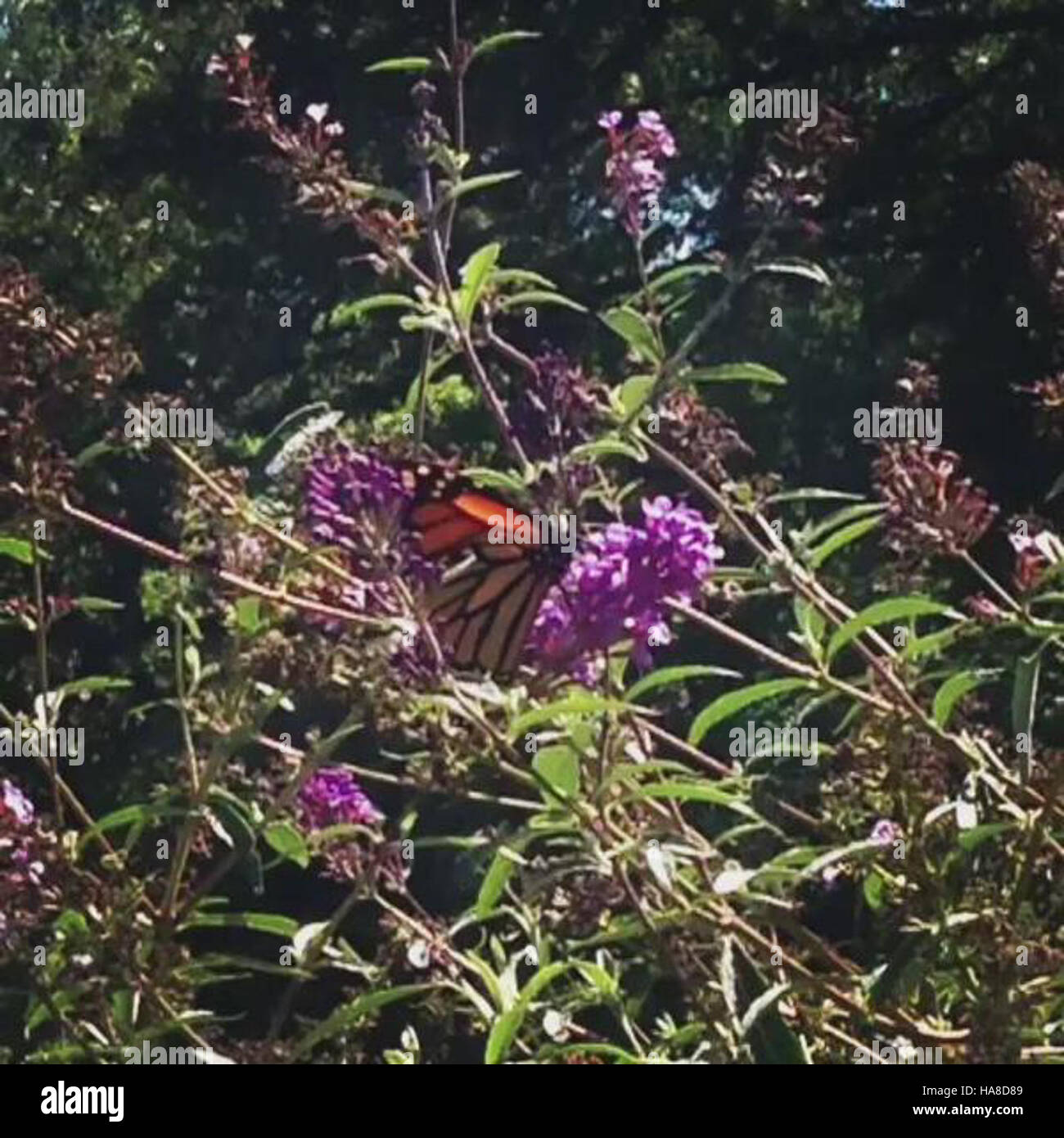 The Monarch Butterfly, an iconic species in North America, migrates ...