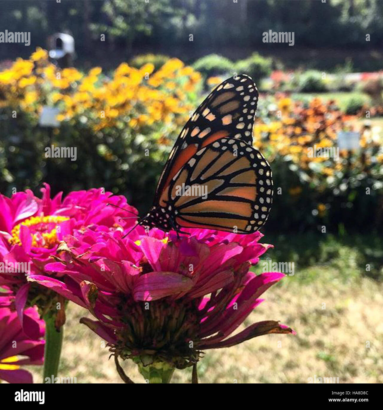 A Monarch butterfly rests in a protected area of a national park in ...