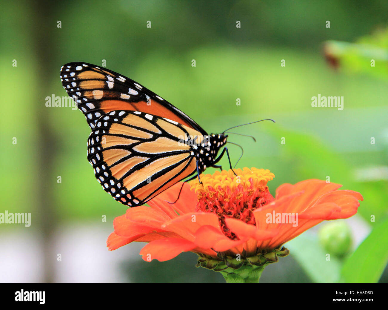 The Monarch Butterfly, a key species in West Virginia's National Parks ...