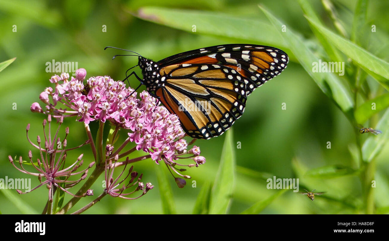 A Monarch butterfly in Indiana National Park exemplifies the park’s ...