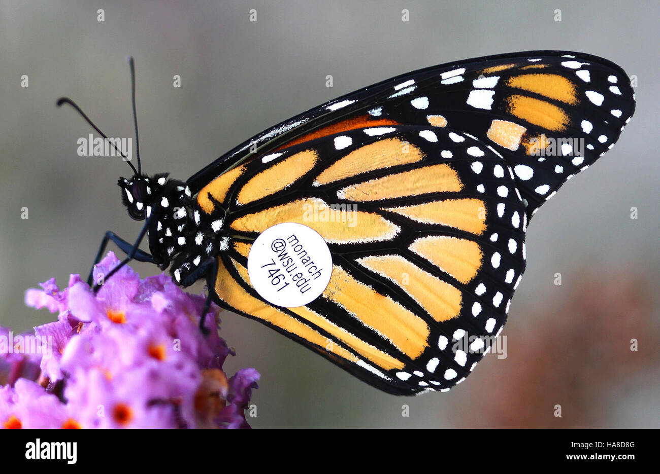 A Monarch Butterfly is pictured in Washington National Park ...