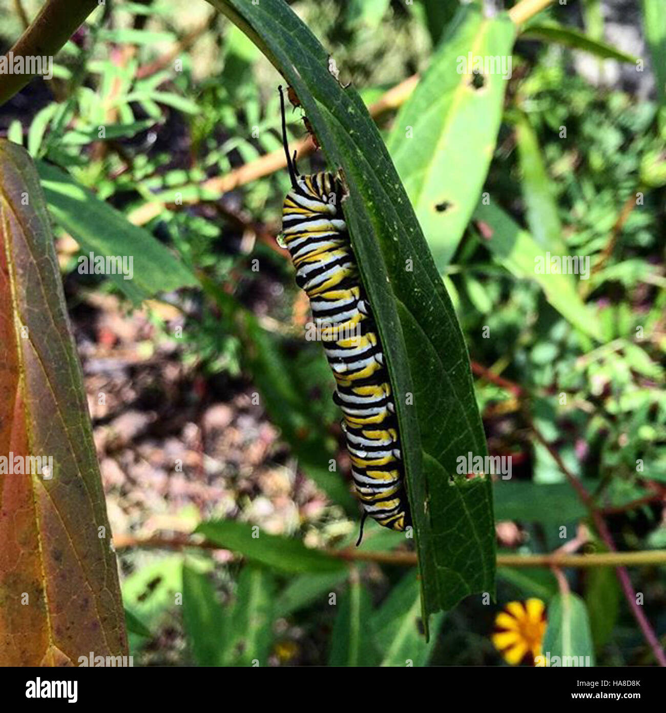 A monarch caterpillar, a crucial stage in the monarch butterfly’s ...