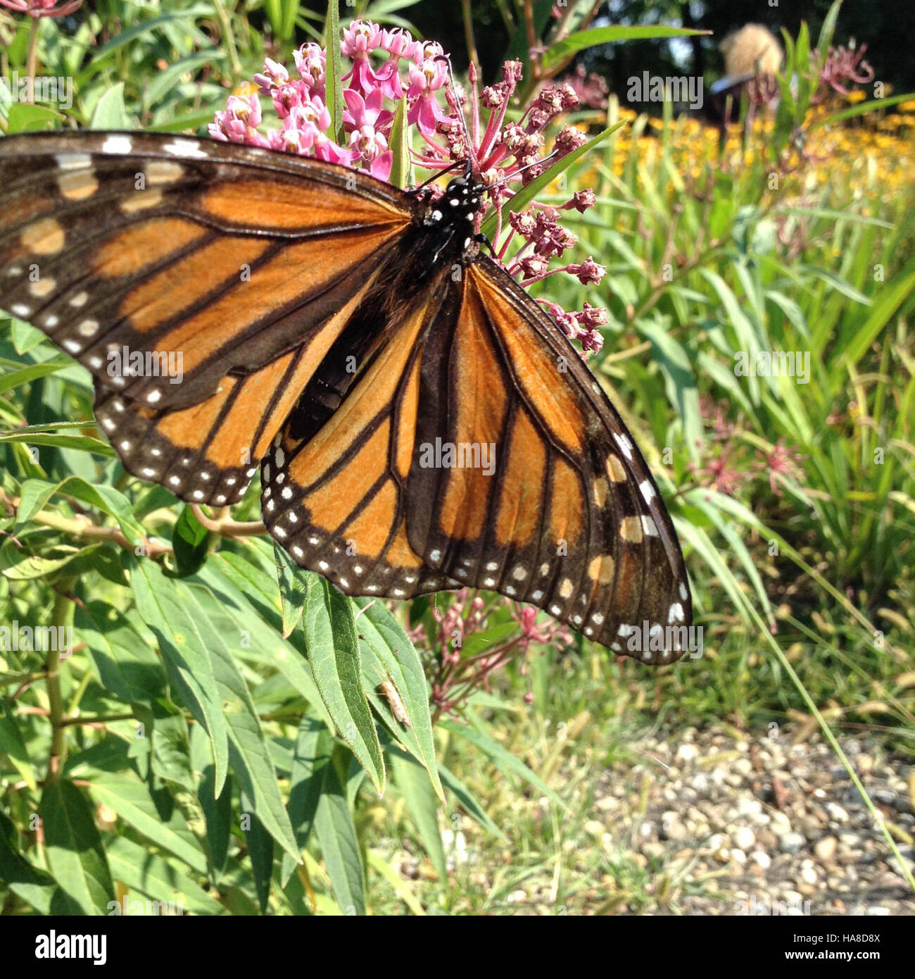 A monarch butterfly in Ohio National Park is captured in its natural ...