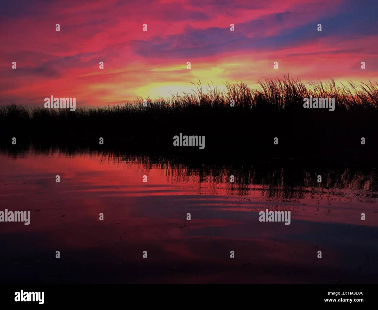 A serene sunrise over a wetland in the Midwest, highlighting the ...