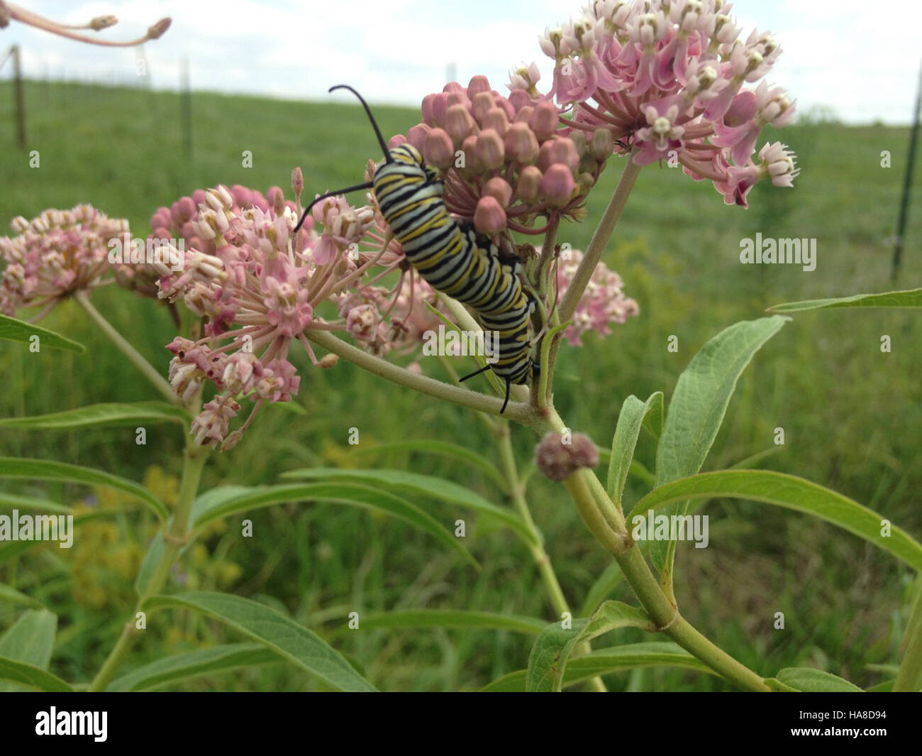 A Monarch caterpillar feeds on swamp milkweed in Missouri, highlighting ...