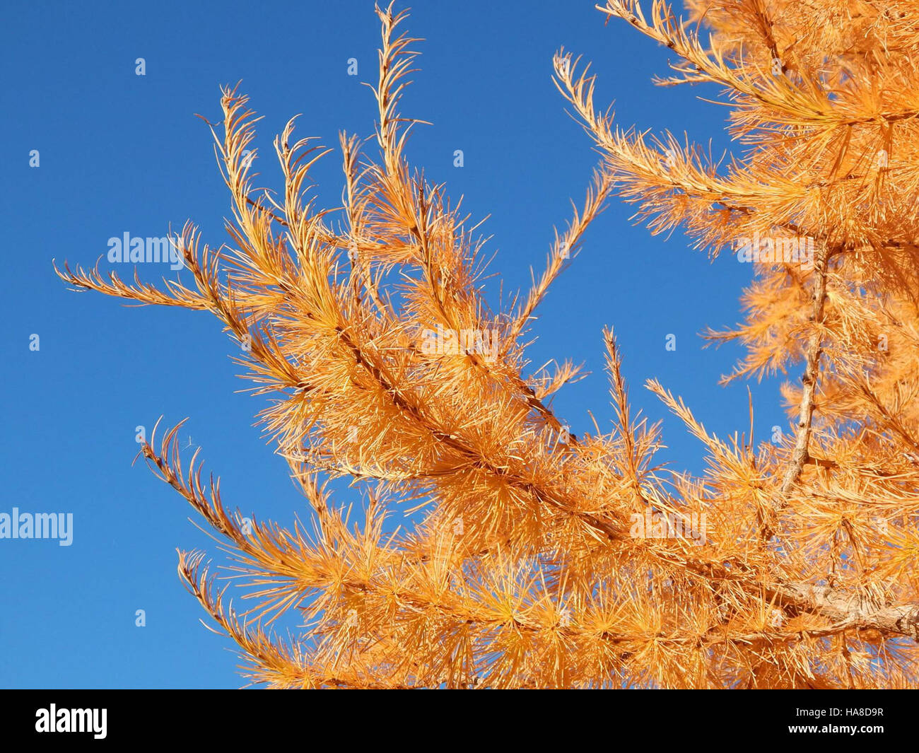 Tamarack trees are an essential part of the ecosystem in national parks ...