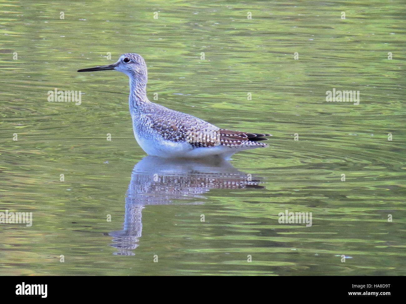 The Greater Yellowlegs, a species of wader bird, is often observed in U ...