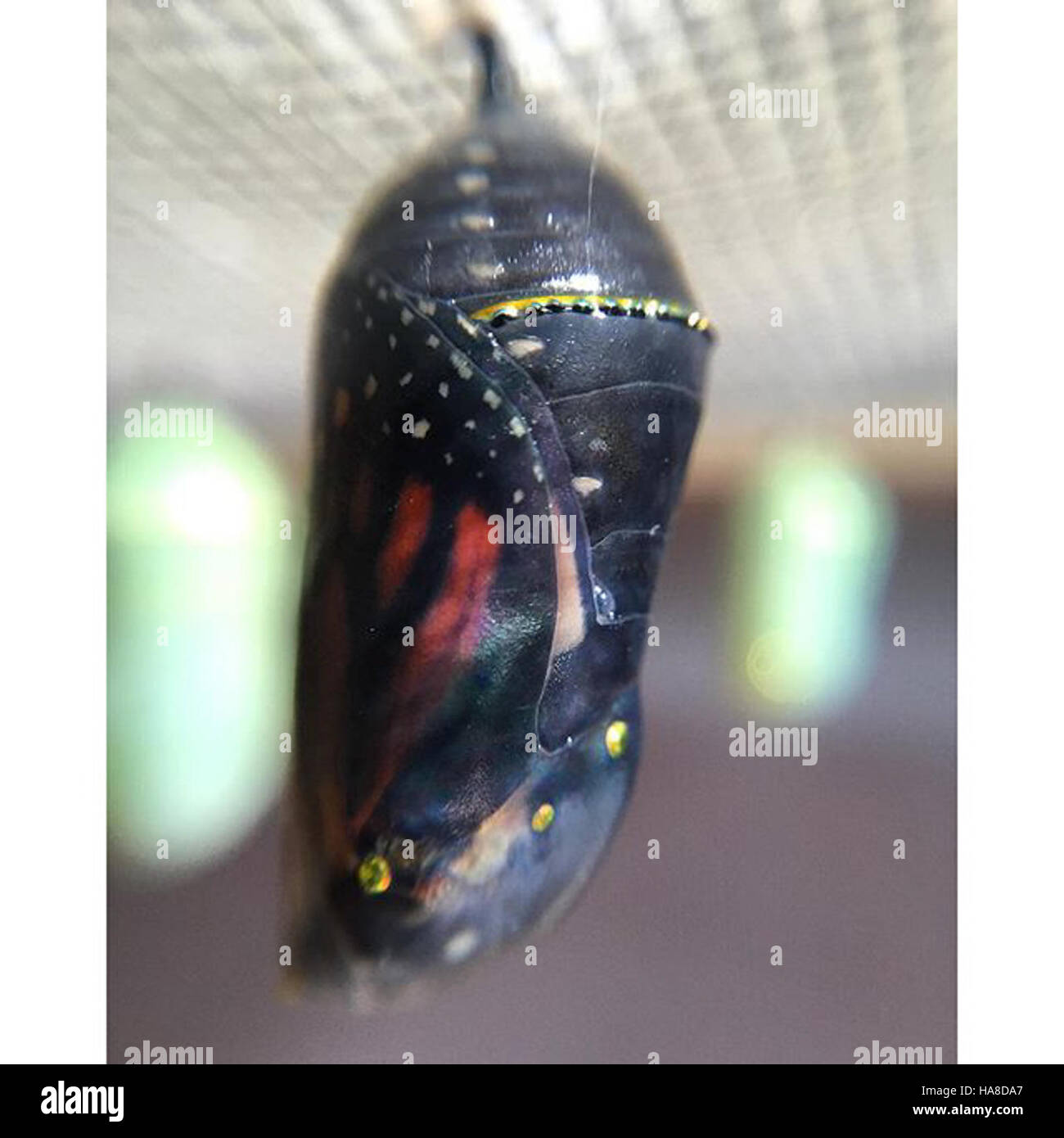 A Monarch chrysalis observed in Texas, highlighting the vital role of ...