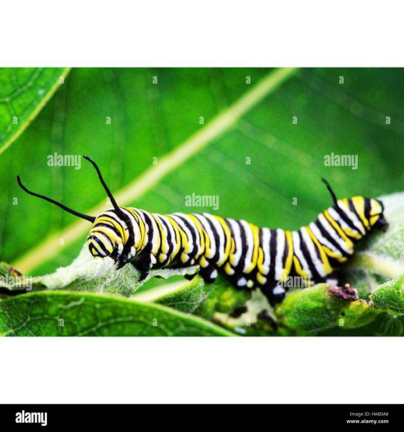A close-up of a caterpillar in a national park, representing the small ...