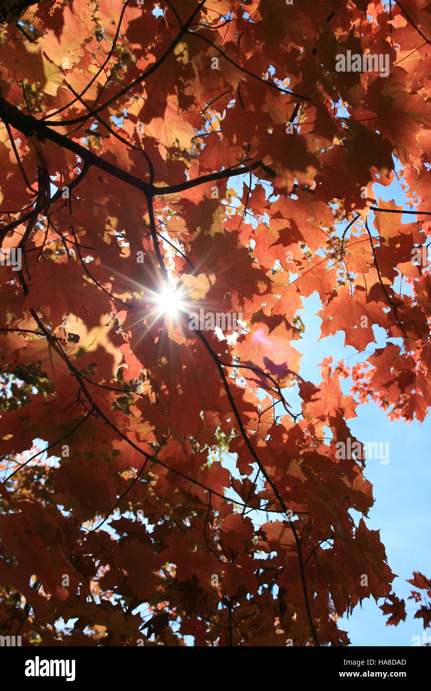 The fall colors in National Parks offer breathtaking views as foliage ...
