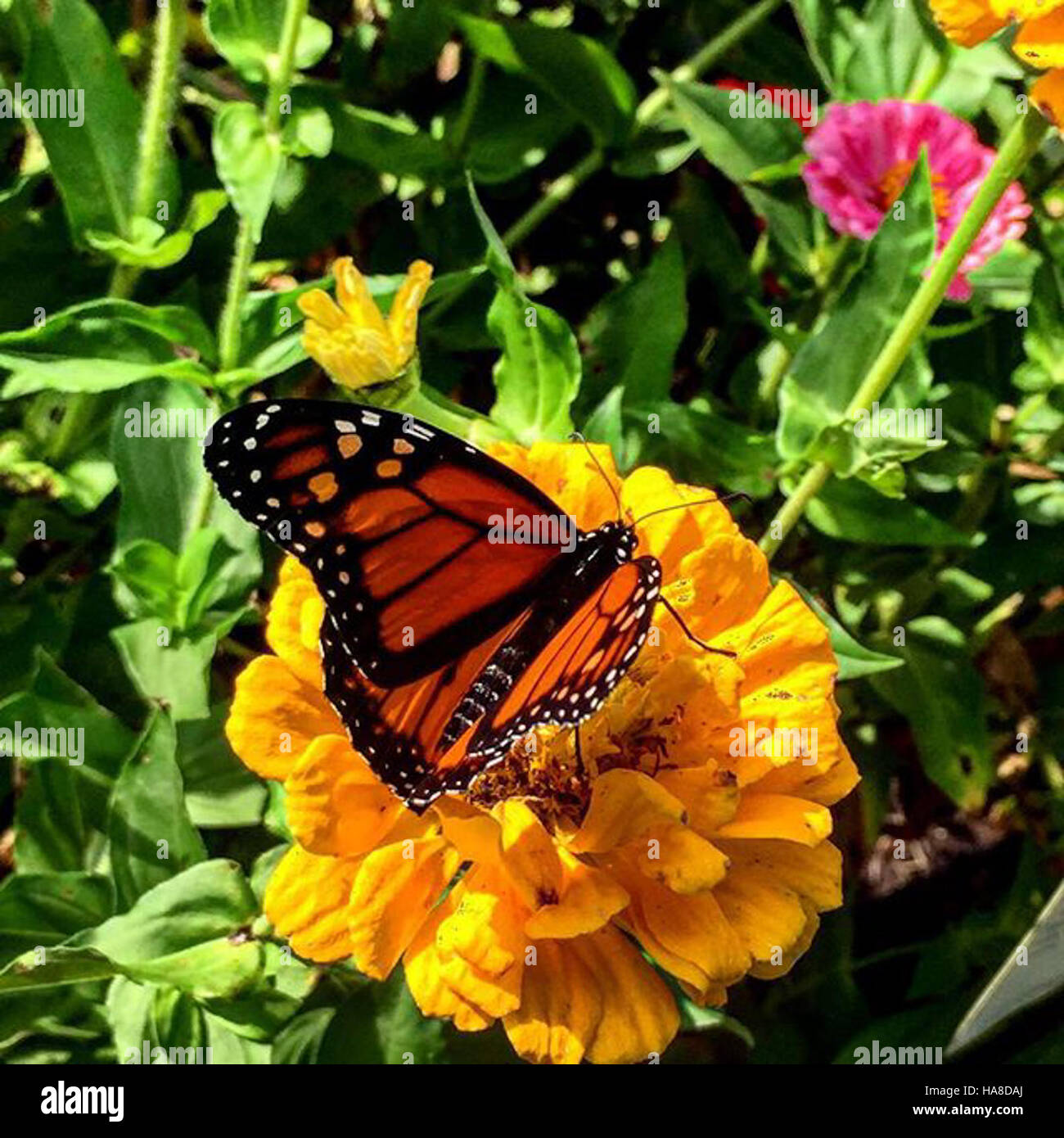A Monarch Butterfly is seen in Pennsylvania’s National Park ...