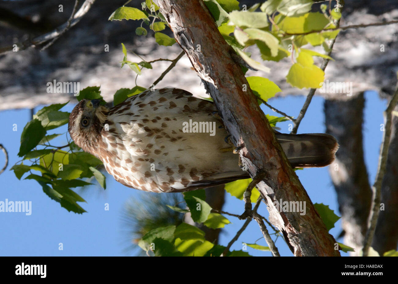 The Cooper's Hawk, a bird of prey, is found in National Parks across ...