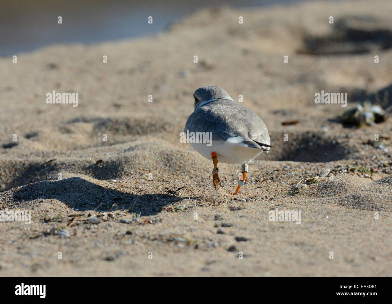 This image depicts a Piping Plover in a national park habitat. The ...