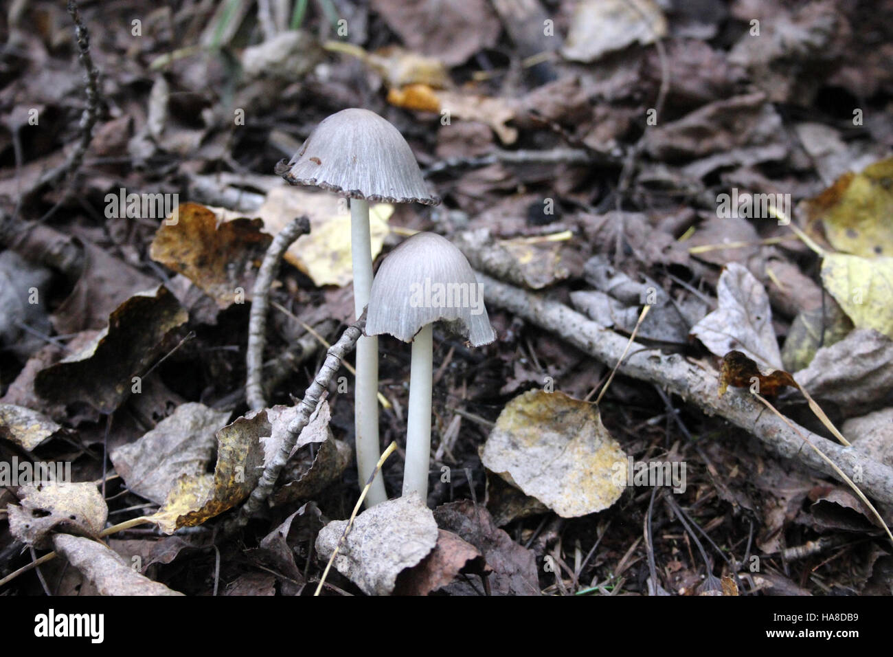 Fall Fungi is a seasonal phenomenon in national parks, where various ...