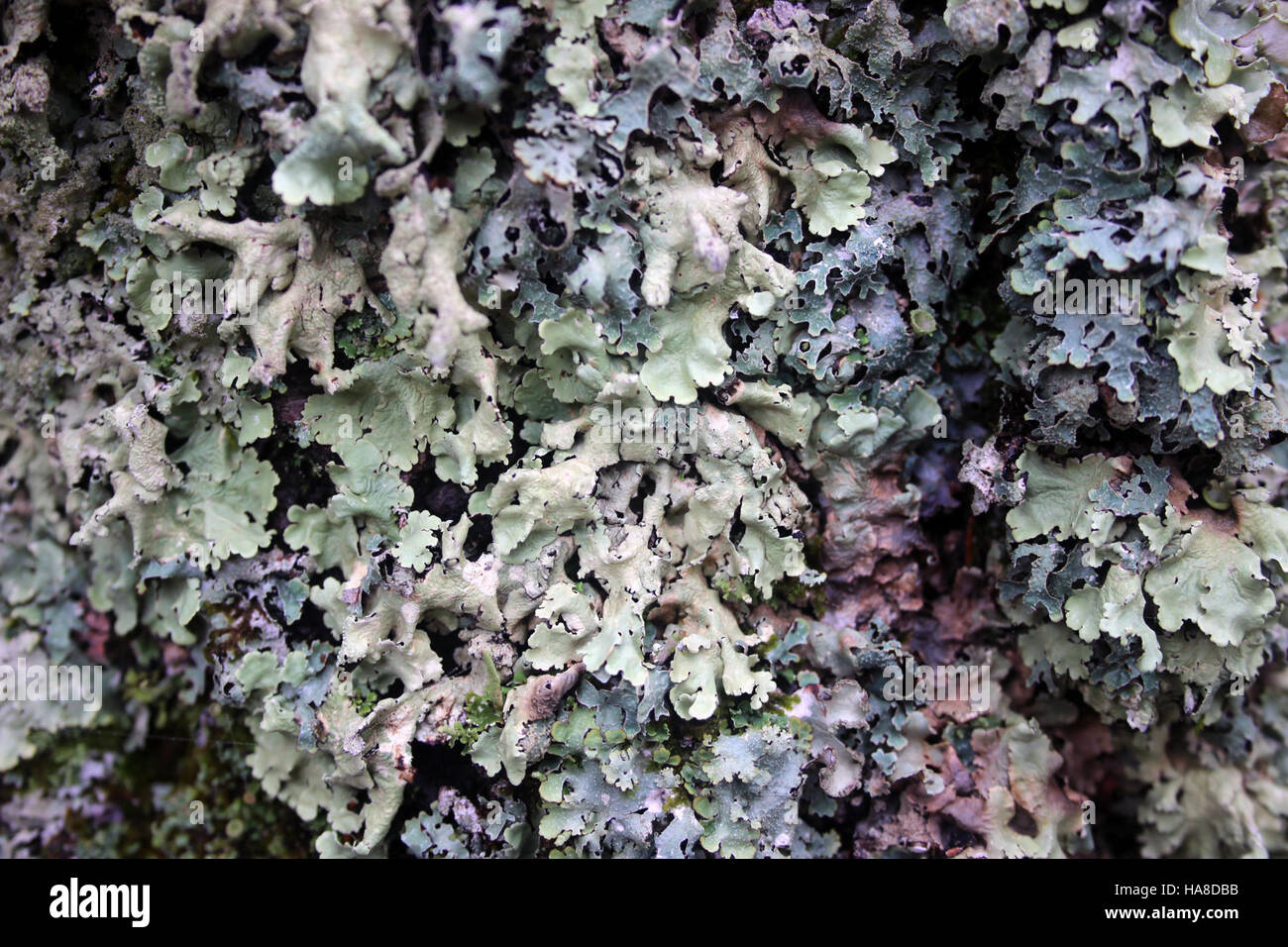 Lichens in a national park setting, showcasing their role in ecosystems ...