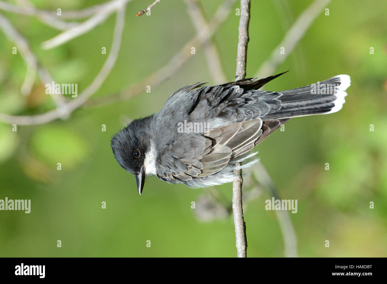 The Eastern Kingbird, a migratory bird species, can be observed in ...