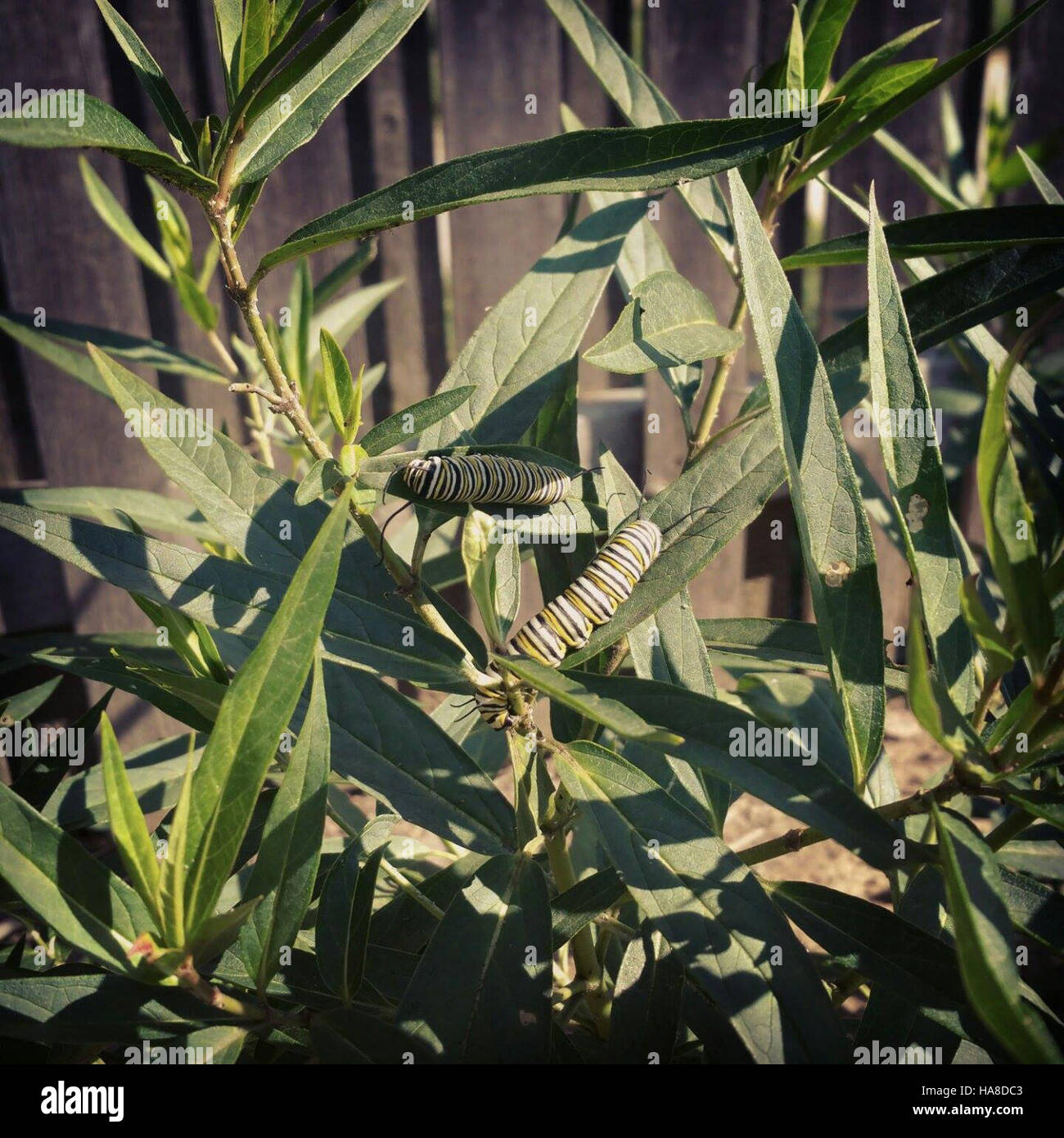 Monarch caterpillars are shown in Illinois National Park, emphasizing ...