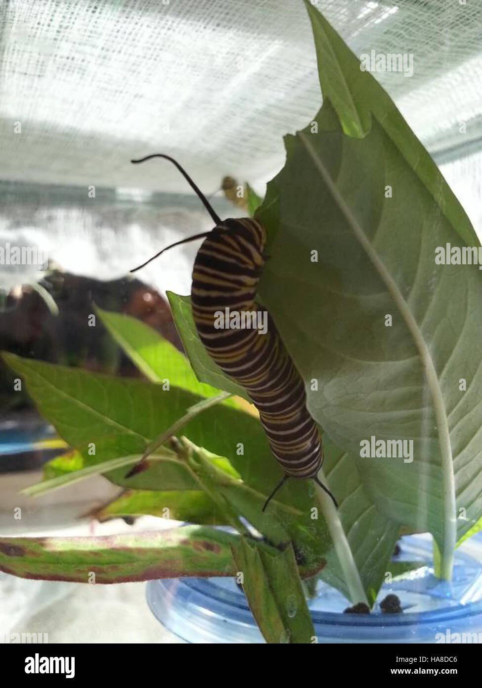 A caterpillar, photographed in Pennsylvania's national parks, serves as ...