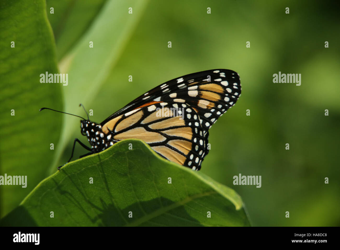The Monarch Butterfly, a species of migratory insect, can be found in ...