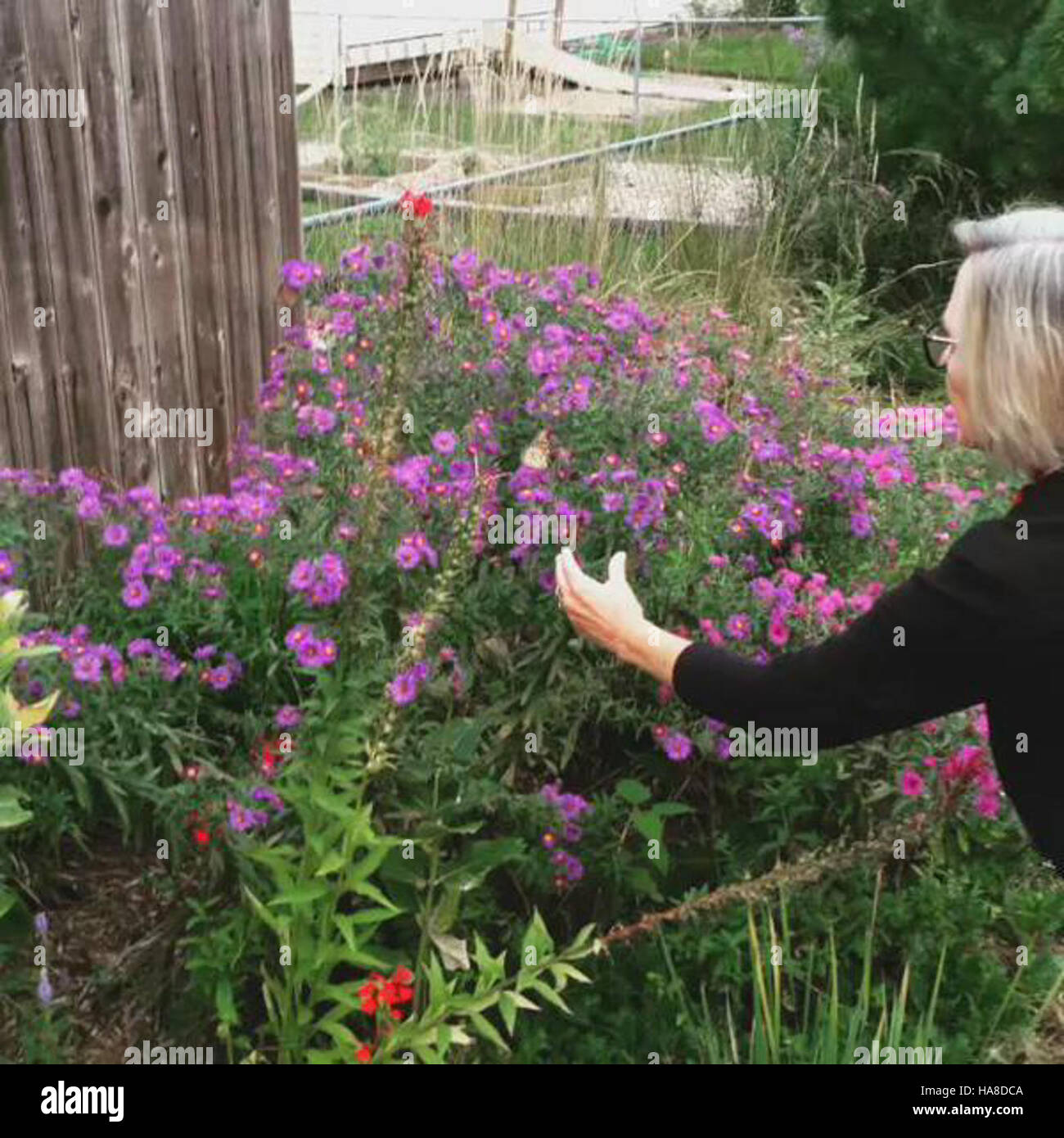 Monarch butterflies migrate through Nebraska National Park, a key stop ...
