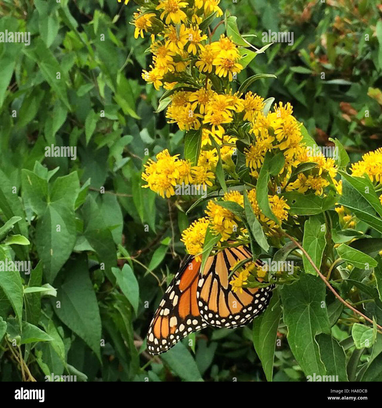 Monarch butterflies key species hi-res stock photography and images - Alamy