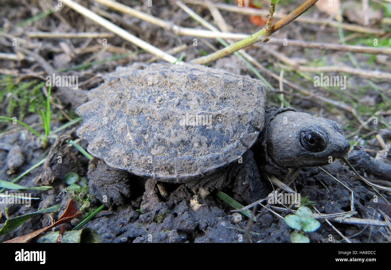 A common snapping turtle hatchling is photographed in a national park ...