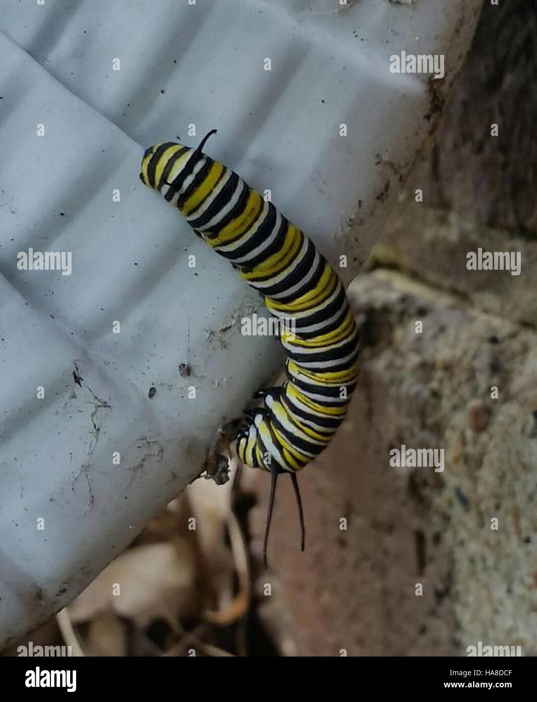 A monarch caterpillar feeding on milkweed in a national park ...