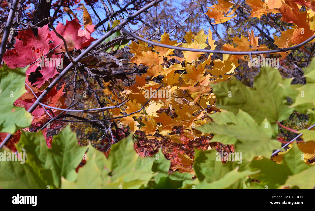 A stunning display of fall foliage showcasing the vibrant colors of ...