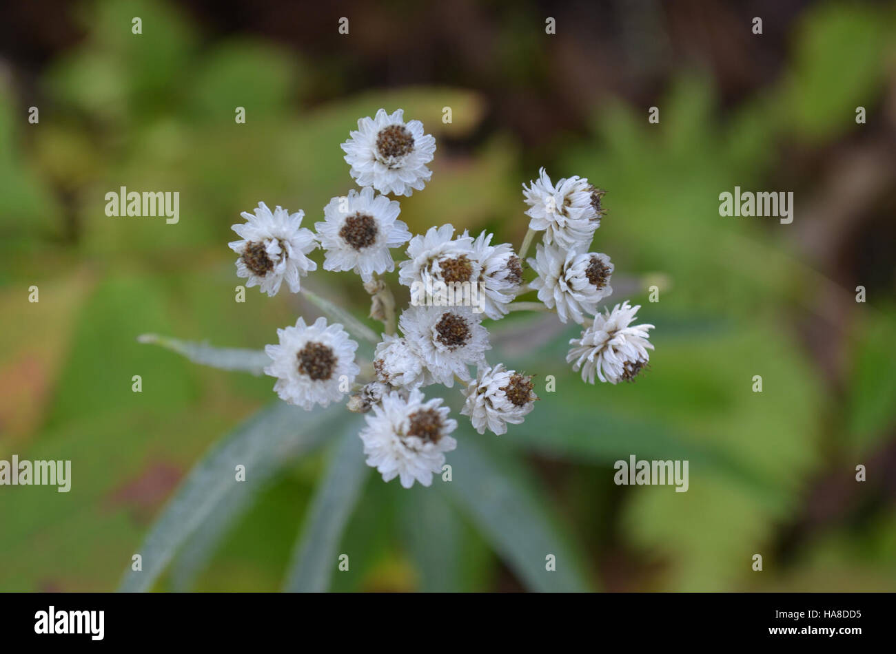 The Pearly Everlasting flower, native to national parks, thrives in ...