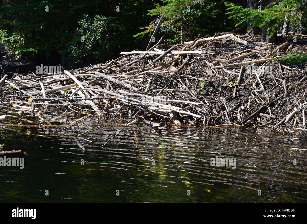 Beaver Lodge National Park serves as an important conservation site ...
