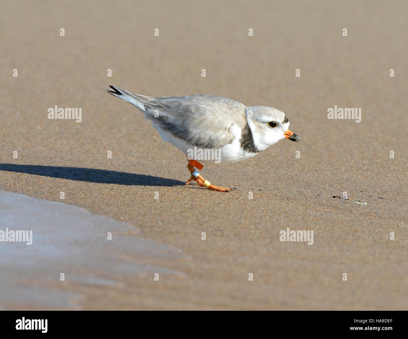 Piping plover shorebird species hi-res stock photography and images - Alamy