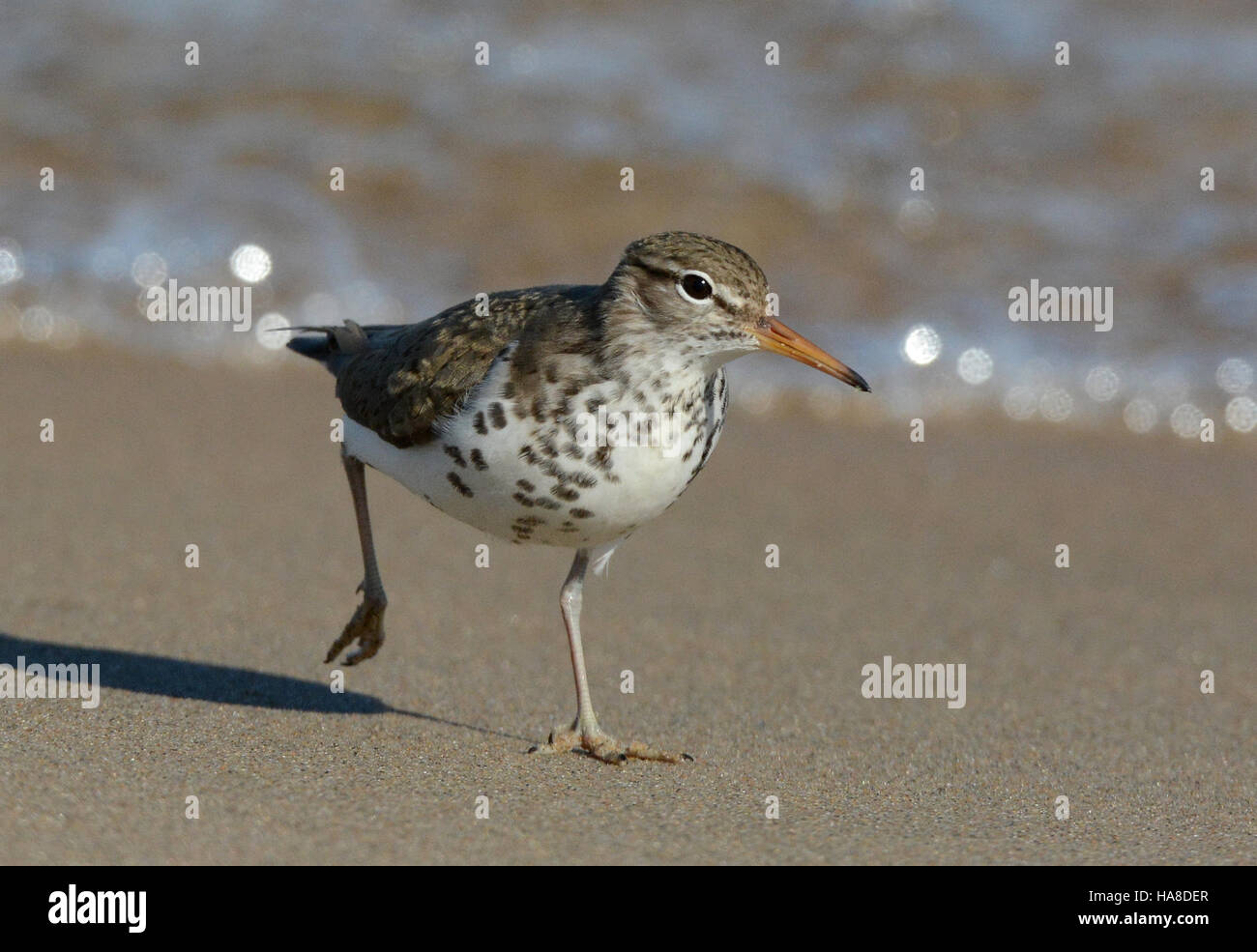 The Spotted Sandpiper, a shorebird known for its distinctive behavior ...