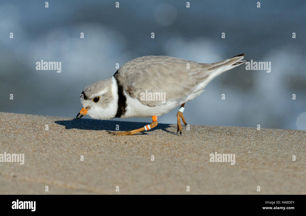 The Piping Plover is a small shorebird that nests on the beaches of ...