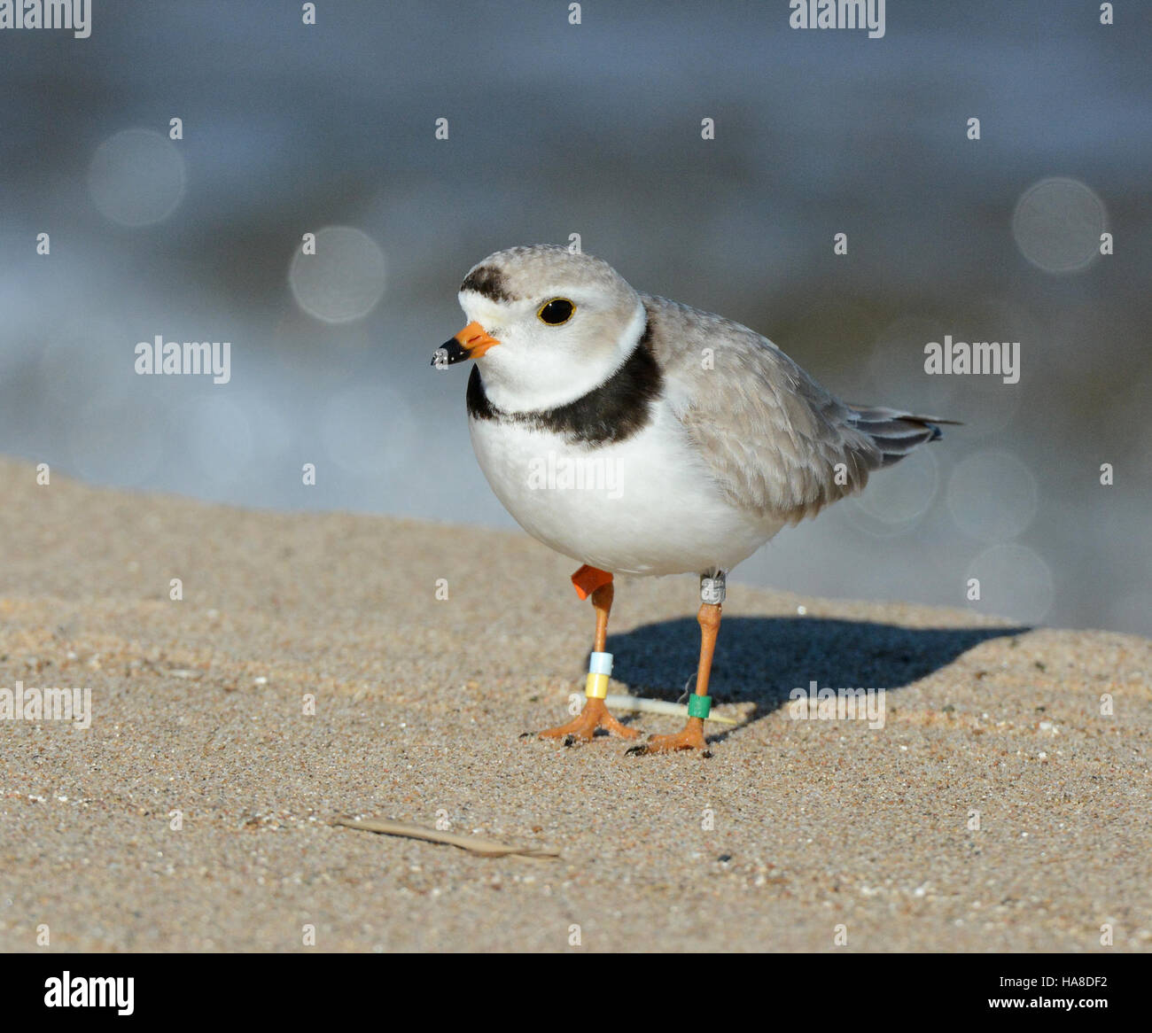 The piping plover, a threatened species, is protected in various U.S ...