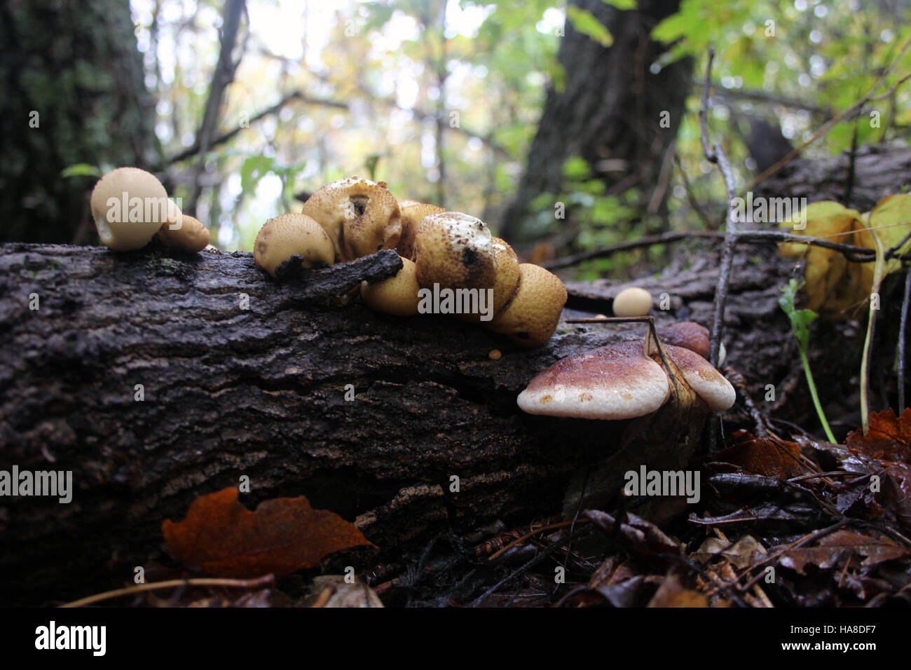 Fungi in fall are a key part of the ecosystem at this national park ...