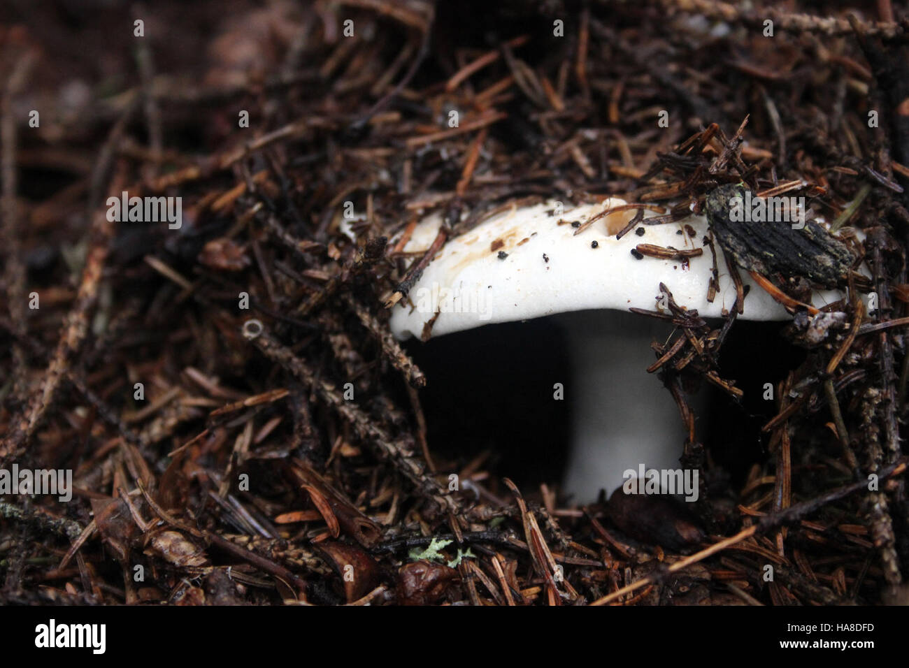 Fall fungi in national parks, especially in the Midwest, play a crucial ...
