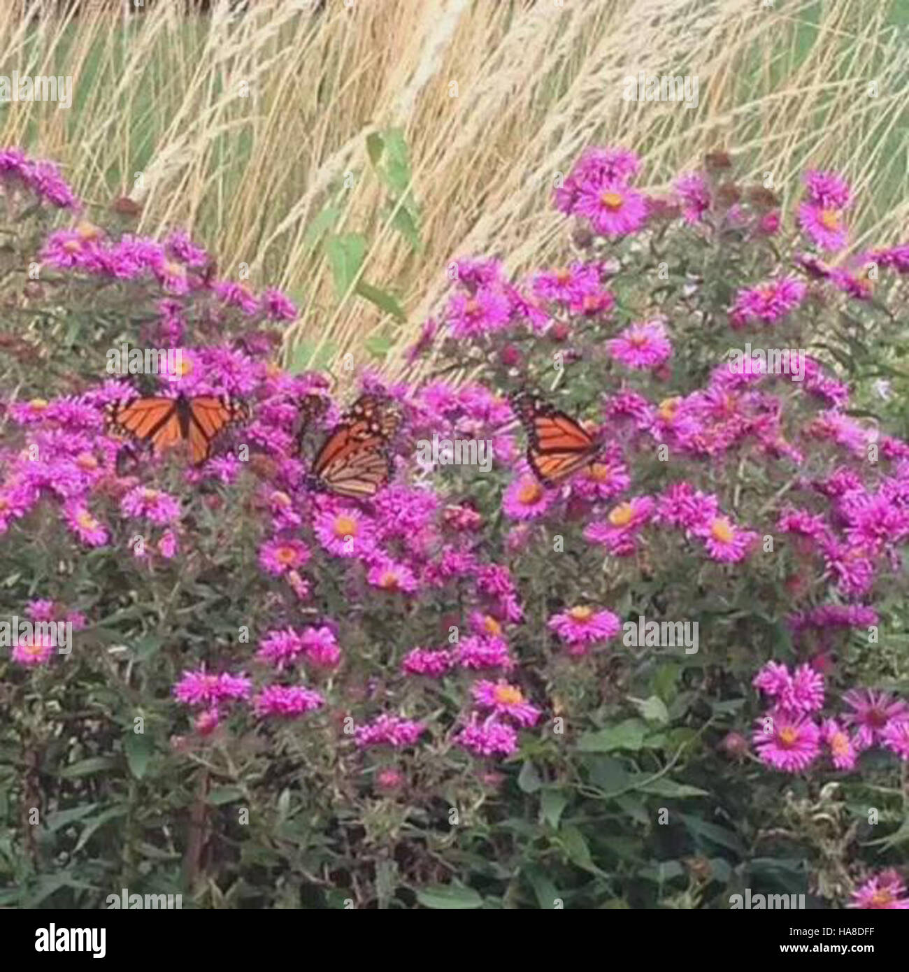 Monarch butterflies are a prominent feature in Nebraska’s national ...