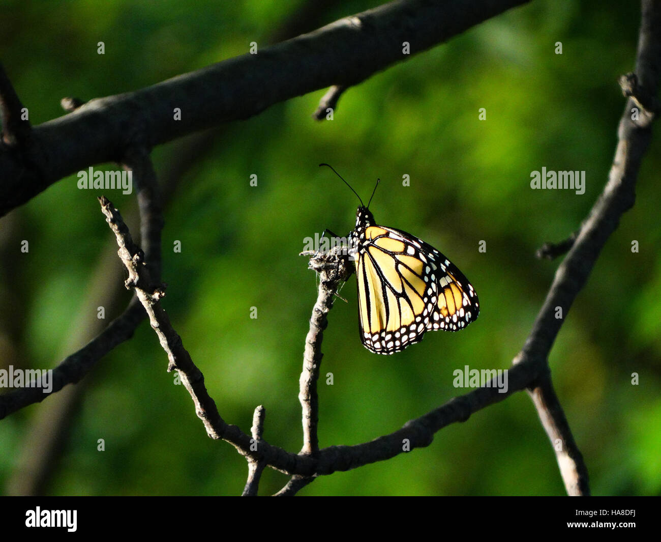 The image showcases a Monarch butterfly in a Minnesota national park ...