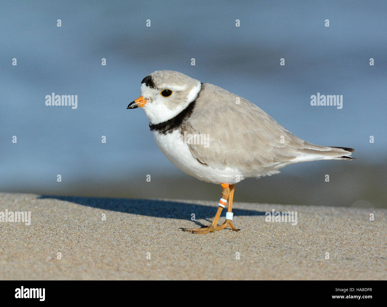 The Piping Plover, a small shorebird, is a key species in the ...