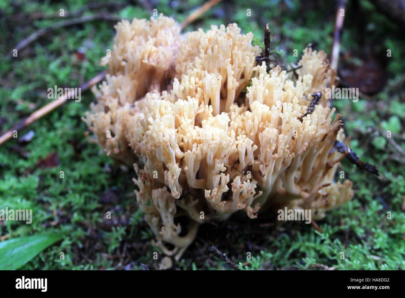 The fall season brings a vibrant display of fungi in National Parks ...