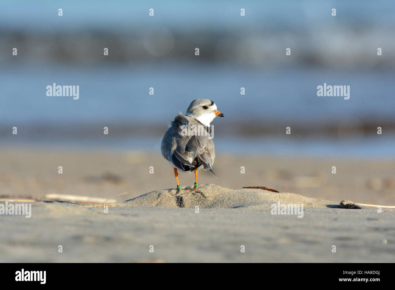The Piping Plover, an endangered bird species, is protected within U.S ...