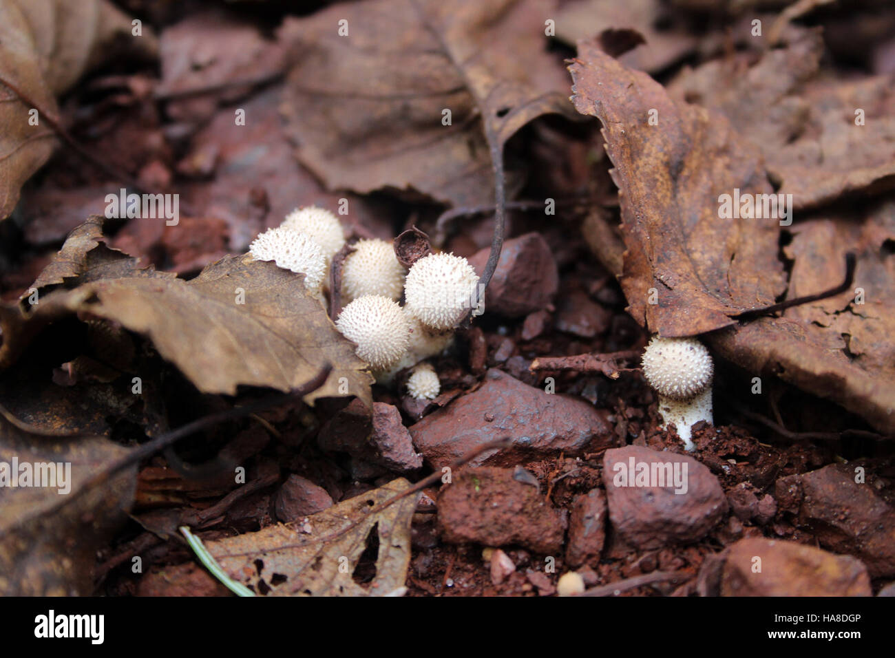 Fall in the National Park brings an abundance of fungi, showcasing ...