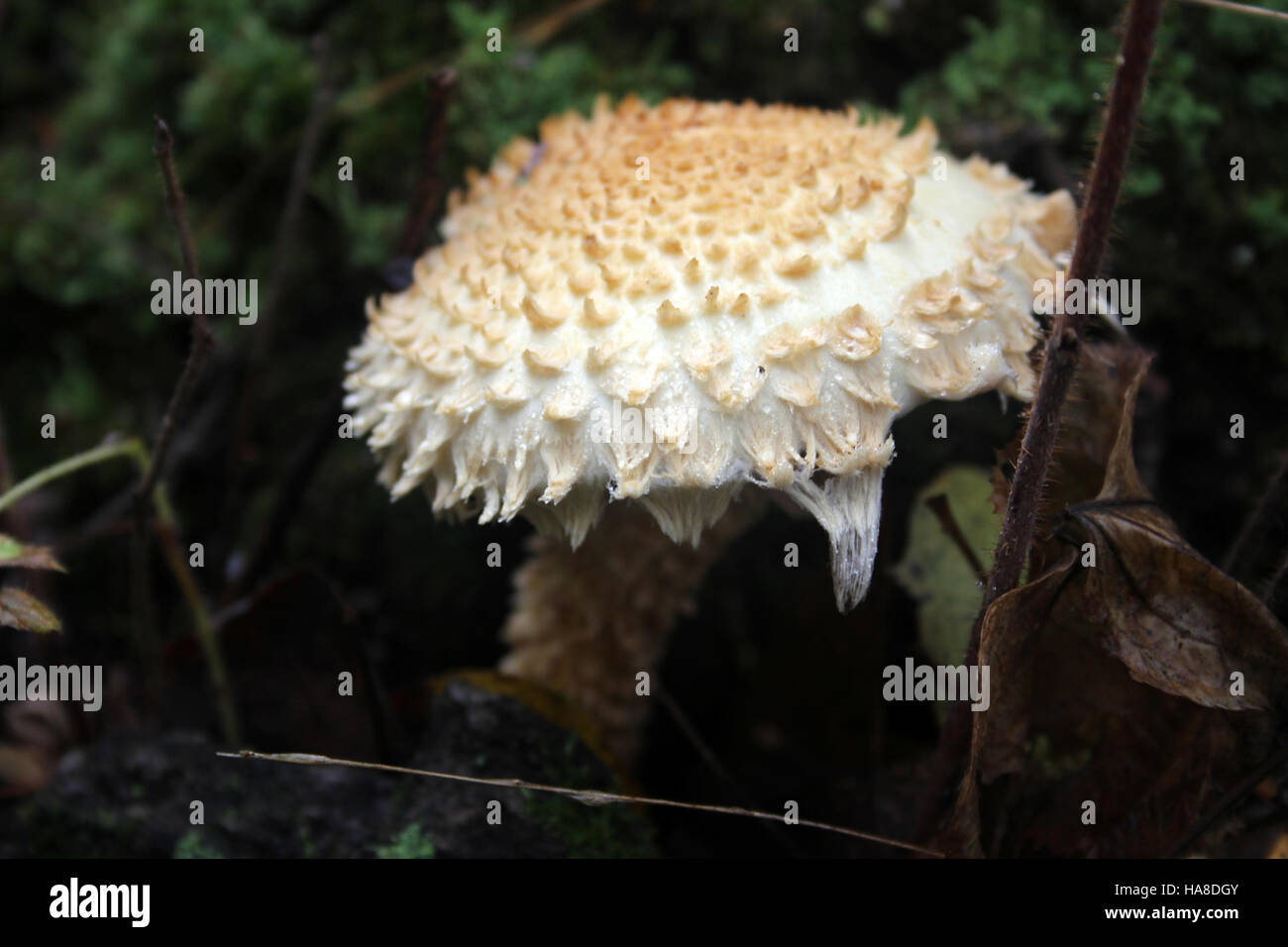 Autumn brings vibrant fungi to national parks in the Midwest ...