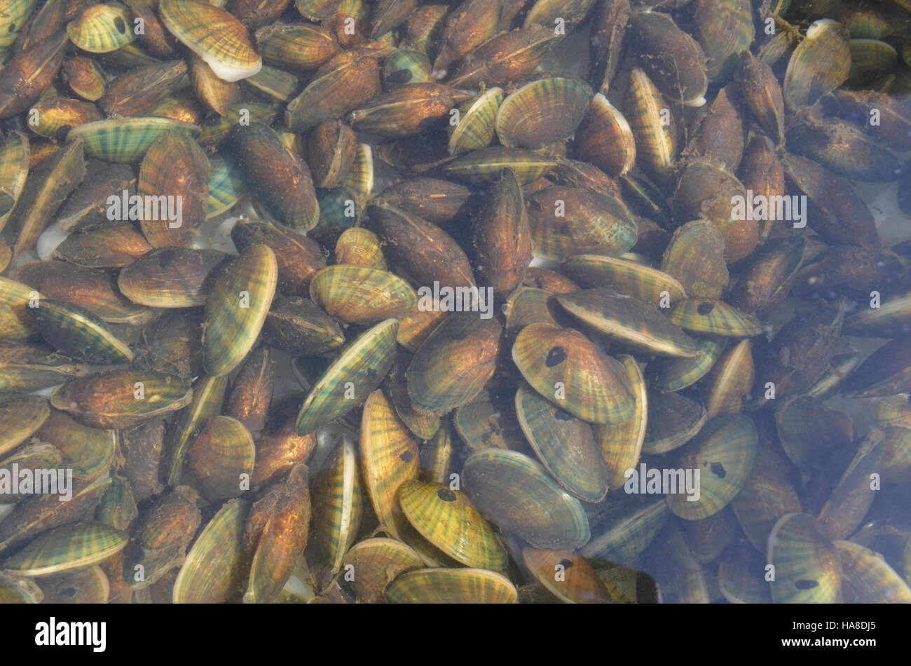 Fatmucket hi-res stock photography and images - Alamy