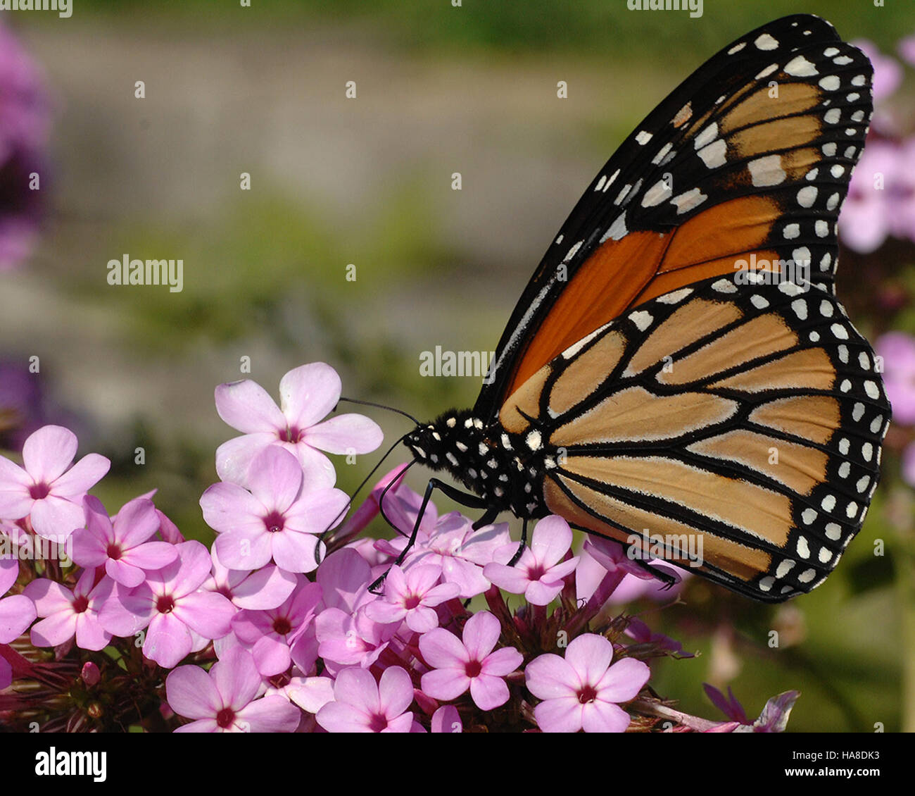 A Monarch butterfly is photographed in Minnesota’s national park ...